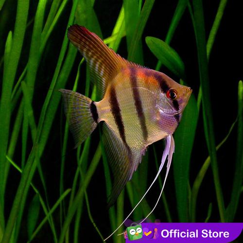 Jual Manfish Altum / Angel FIsh / Ikan Hias Aquascape / Air Tawar ...