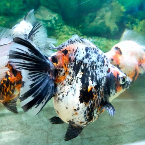 Promo IKAN HIAS MAS KOKI RYUKIN BESAR Cicil 0% 3x - Jakarta Barat ...