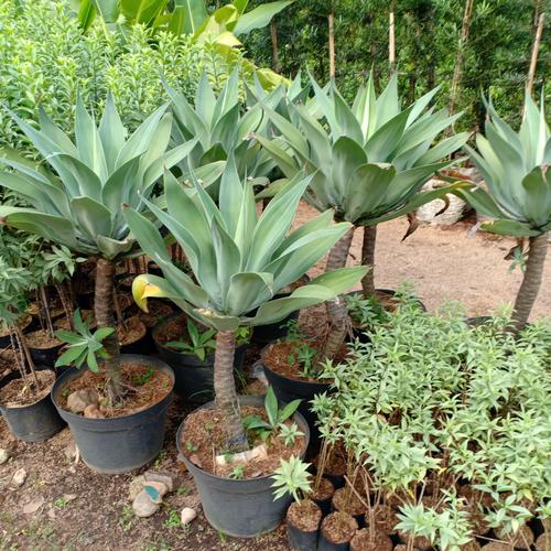 Jual Tanaman Hias Siklok Tinggi 1 meter - Jakarta Barat - Little Bali ...