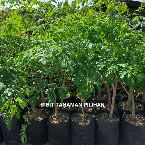 Jual BIBIT TANAMAN KELOR CANGKOK OBAT TOGA HERBAL POHON DAUN OUTDOOR ...