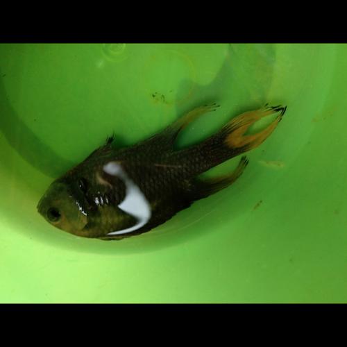 Jual ikan betok laut ekor kuning full air tawar - Kab. Pangandaran ...