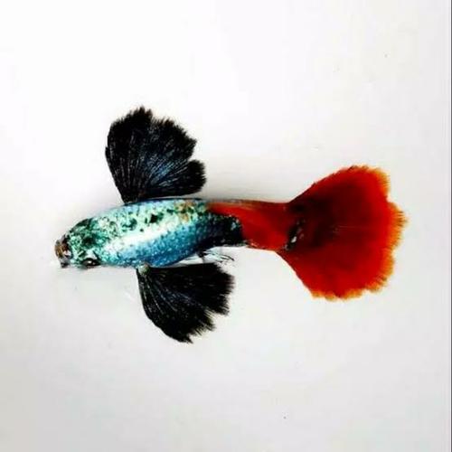 Jual guppy prtd / hiasan aquascape guppy prtd pakan predator 1 ekor ...