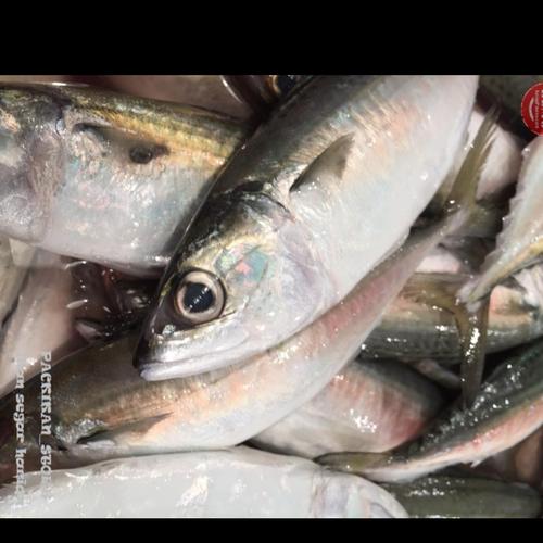 Jual Ikan Kembung Segar Gepeng 1Kg // Hasil Laut Segar Fresh Dan ...