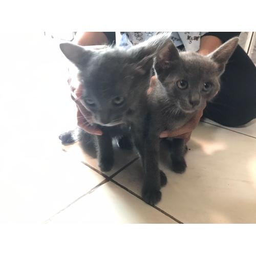 Jual Kucing Russian Blue - Jakarta Utara - SUNTO INDONESIA | Tokopedia