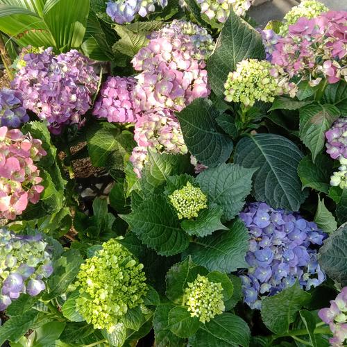 Jual Tanaman Hydrangea Forever Pink ( Bunga Hortensia ) - Kab. Kediri ...