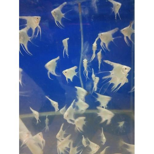Jual Manfish Black Angel / Platinum / Altum KW/ 2-3 cm Ikan Hias ...