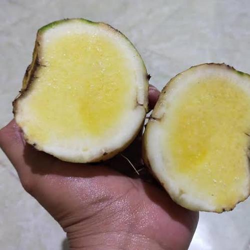 Jual Umbi bogol Talas Beneng 1kg - 1kg - Kab.Ciamis - Setia Nan Jaya ...