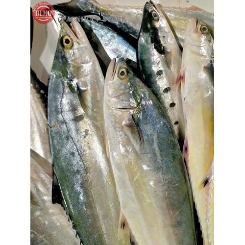 Jual Ikan Talang Talang 1Kg Ikan Segar Hasil Laut Segar - Jakarta Utara ...