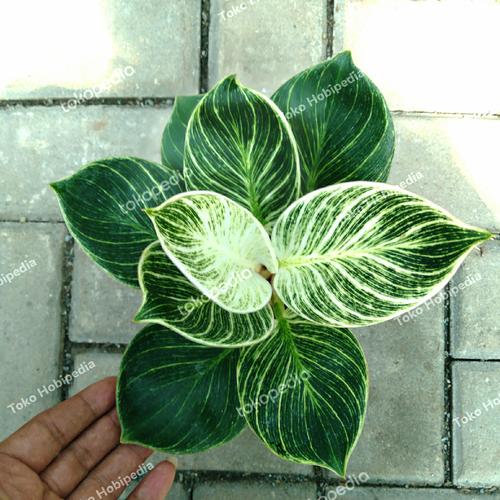 Jual Tanaman Hias Philodendron Birkin / Philo Birkin Grade A Variegata ...
