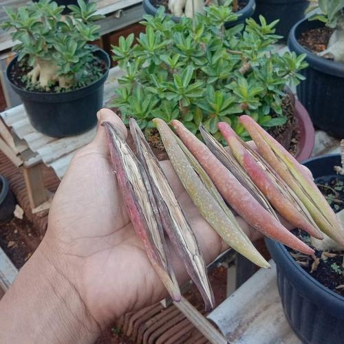 Jual Paket Biji / Seed Adenium Arabicum Hybrid dan Godji series (15 + 3 ...