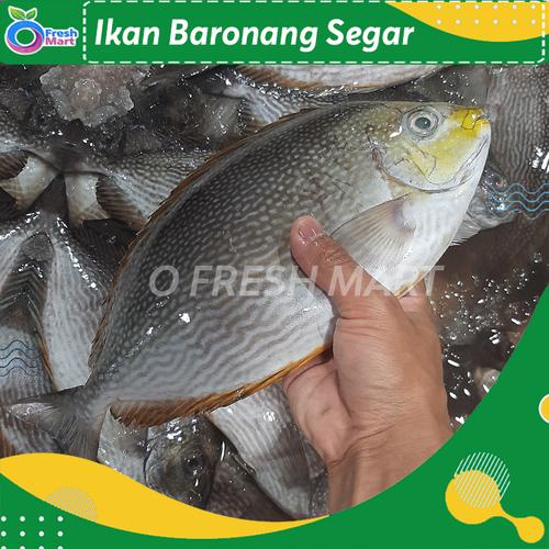 Jual Ikan Baronang Segar - Ikan Baronang Fresh Premium Grade - 1 KG ...
