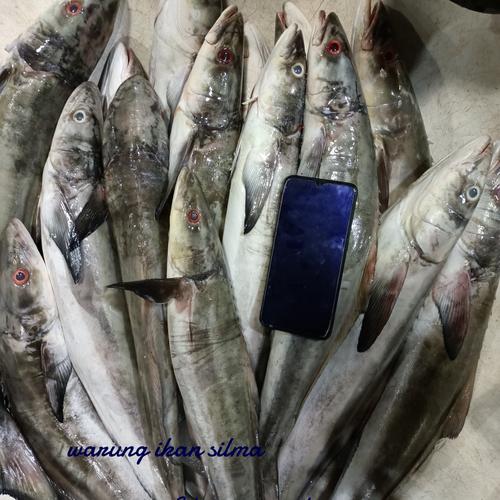 Jual ikan gabus laut segar 1kg - Jakarta Utara - warung ikan silma ...