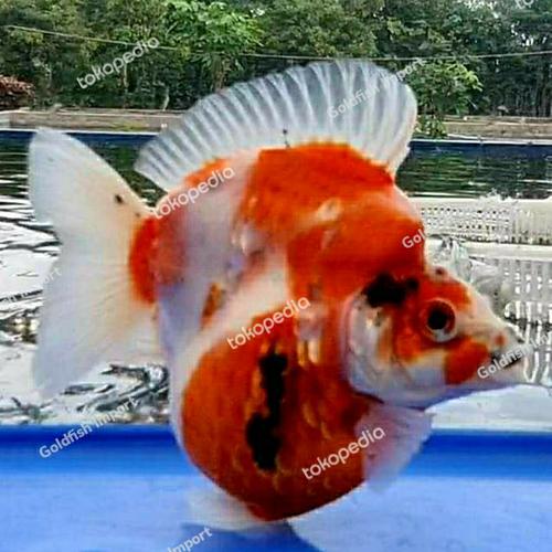 Jual ikan mas koki ryukin jumbo fancy / ryukin jumbo - Kota Tangerang ...
