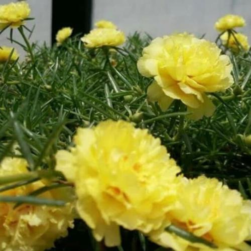 Jual Tanaman Hias Portulaca / Krokot Bunga Kuning - Kota Tangerang ...