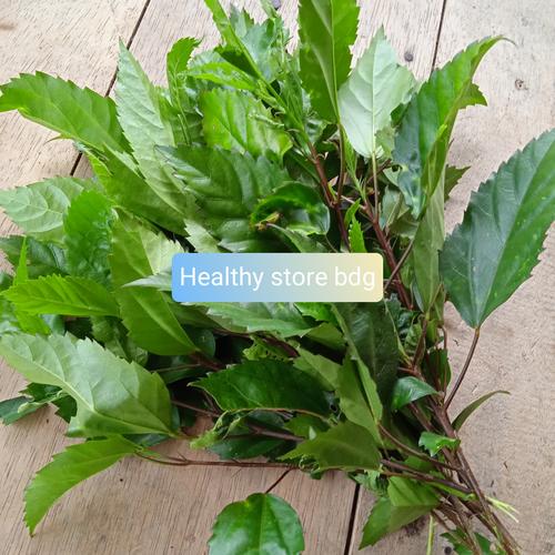 Jual Daun Bunga Sepatu Atau Kembang Sepatu Segar 500 Gram - Kab ...