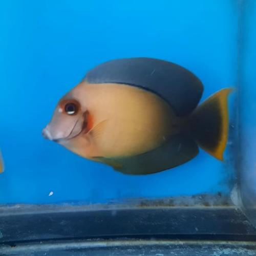 Jual Ikan Hias Laut Botana Model - Kota Surakarta - Marina Aquarium ...