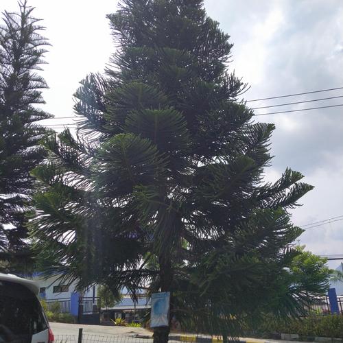 Jual Cemara Aukaria/Okaria Bahan Bonsai - Kab. Cianjur - Ethika | Tokopedia