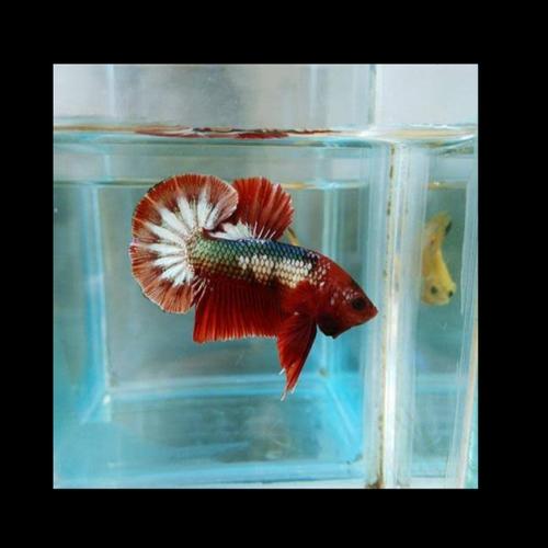 Jual ikan cupang hias FCCP army - Kab. Bogor - arkhanshoop-20 | Tokopedia