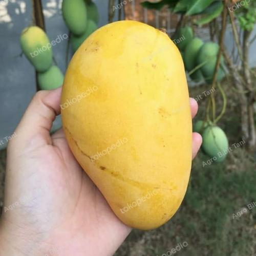 Jual Bibit Tanaman Mangga Chokanan-Pohon Buah Mangga Cokanan Asli Impor ...