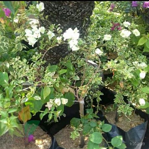 Jual bunga bougenville 4 warna varigata batang besar - Kota Semarang ...