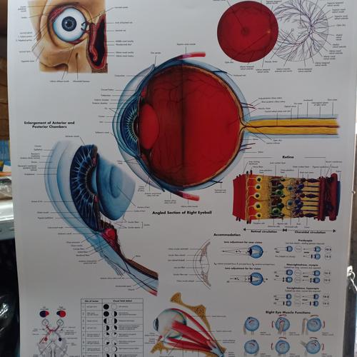 Jual Poster Mata 60x90 / Gambar Anatomi Mata 60 x 90 - Jakarta Timur ...