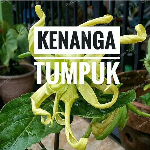 Jual Bibit Tanaman Bunga Kenanga Tumpuk-Pohon Bunga Kenanga Tumpuk ...