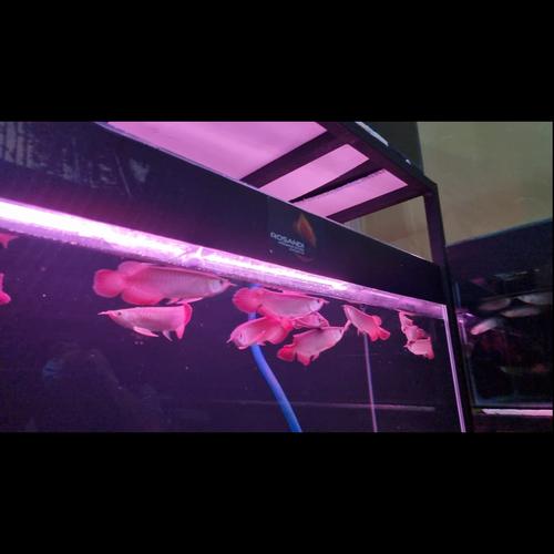 Jual ARWANA SUPER RED 20CM - Jakarta Barat - Rosandi Arwana Store | Tokopedia