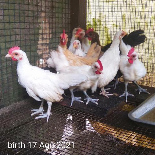 Jual Anak Ayam Mini / Katek yang Cantik, dan Sehat - Putih Jantan - Kab ...