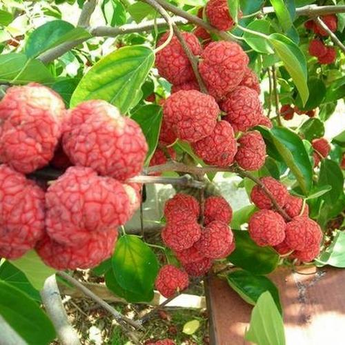 Jual 1 Bibit / Benih / Seeds Buah Murbei Chinese Mulberry Delicious ...