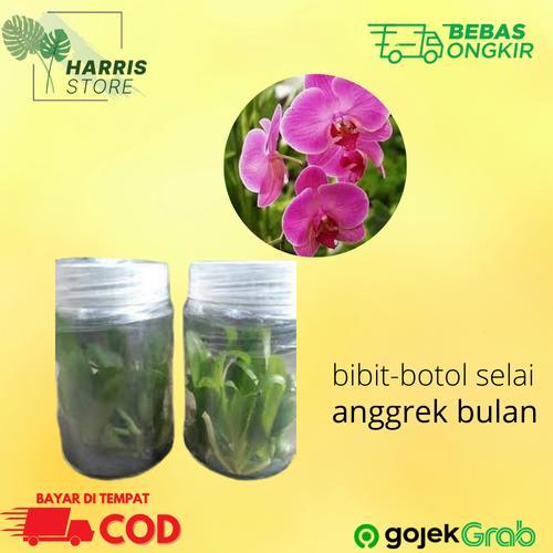 Jual Bibit Anggrek Bulan Botol Selai Phalaenopsis amabilis / puspa ...