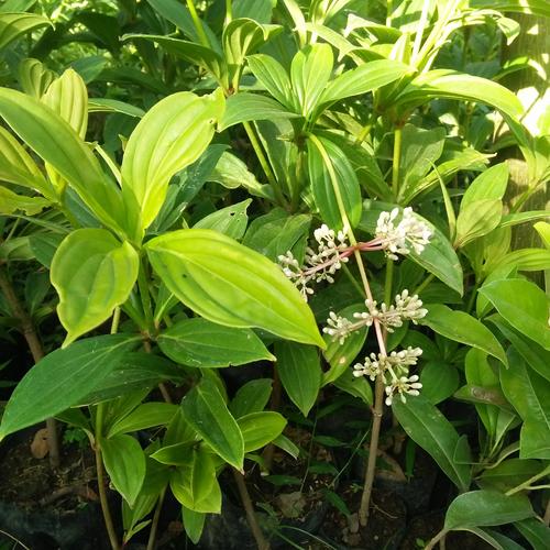 Jual bibit tanaman herbal parijoto - Kota Kediri - langgeng jaya bibit ...