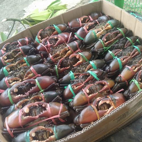 Jual kepiting papua capit merah mati fresh (semi frozen) 1kg - Jakarta ...