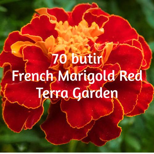 Jual Biji/seeds Bunga French Marigold Mahogany Red Tahi ayam benih ...