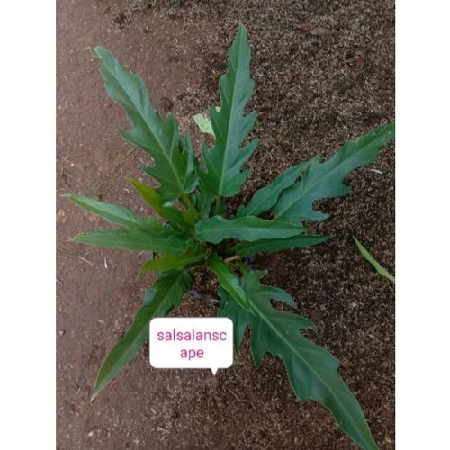 Jual Tanaman Hias Pilodendron Keris-Pohon Pilo Keris - Kab. Bogor ...