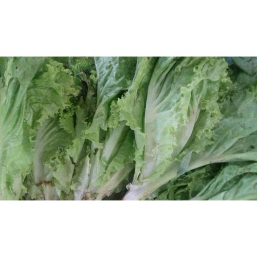 Jual Daun Selada - 100 gram - Kota Medan - Laukpauk Medan | Tokopedia