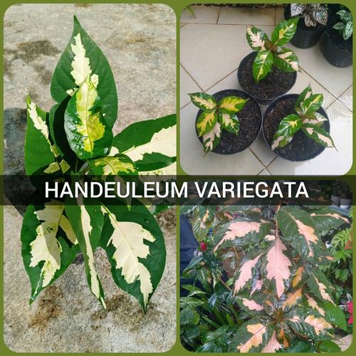 Jual Handeuleum Variegata Tanaman Hias Handelem Varigata Daun Ungu ...