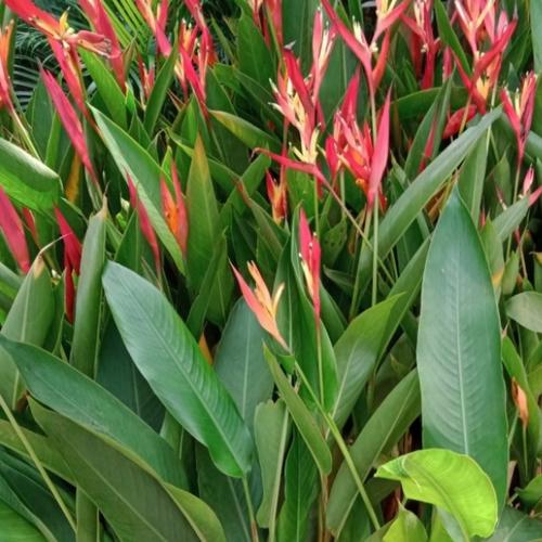 Promo Tanaman Hias pisang pisangan heliconia - Kota Tangerang - Garden ...