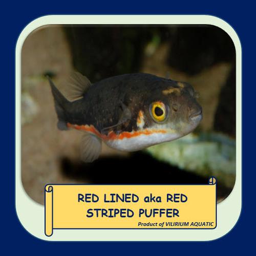 Jual IKAN HIAS AIR TAWAR - RED LINED aka RED STRIPED PUFFER - Jakarta ...