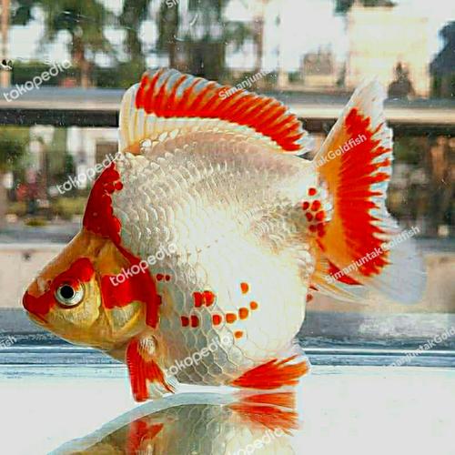 Jual ikan mas koki ryukin / ryukin fancy - S - Kota Tangerang Selatan ...