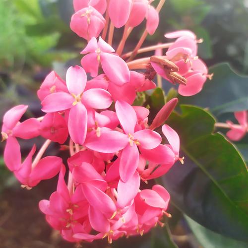 Jual tanaman bunga Soka pink Bangkok daun besar tanaman bunga - pink ...