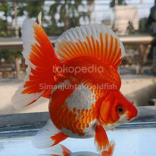 Jual Ryukin fantail / ikan mas koki ryukin broadtail / ryukin super ...