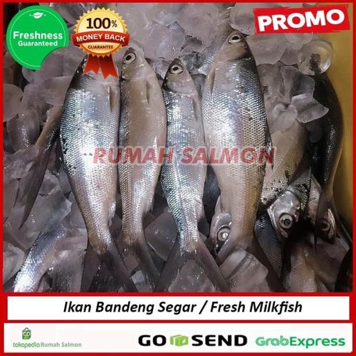 Jual Bandeng Segar @2kg 3-4 ekor - Jakarta Utara - Rumah Salmon | Tokopedia