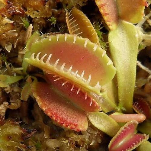 Jual Tanaman Karnivora Venus FlyTrap Venusflytrap VFT Raptor ex USA ...