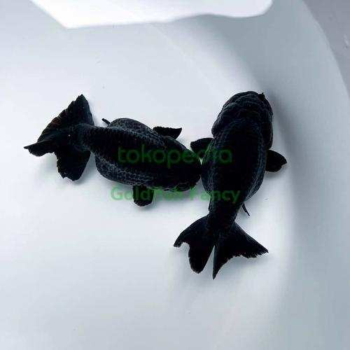 Jual Ikan Mas Koki Rancu Black Kelas Fancy Uk 10cm Mix Saki Hikari ...