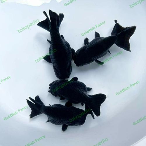 Jual Ikan Mas Koki Rancu Black Kelas Fancy Uk 8cm Mix Saki Hikari ...