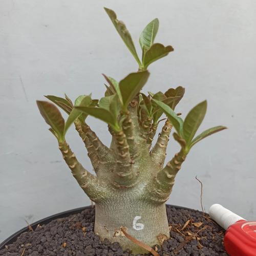 Jual tanaman hias adenium arabicum adenium karakter bonsai BFNKxGmk ...