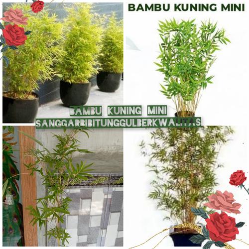 Jual Bibit Tanaman hias Bambu kuning Mini (tanaman hidup) - Kota ...
