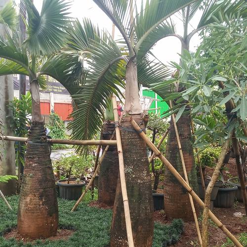 Jual Tanaman hias palem botol - pohon palem botol 3 M - Kab. Bogor ...