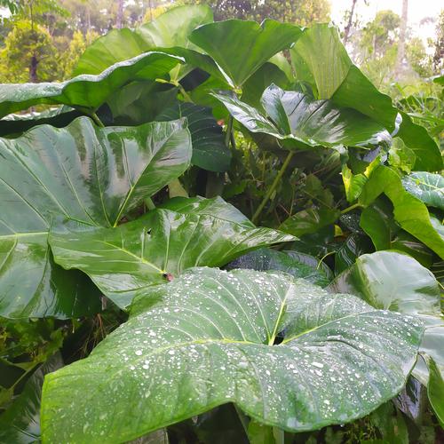Jual Bibit Talas Hutan Beneng Tanaman Hias Langka Daun Tales sente ...