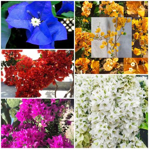 Promo Paket Hemat 5 Bibit Tanaman Hias Bougenville Bunga-Bugenvil - Kab ...